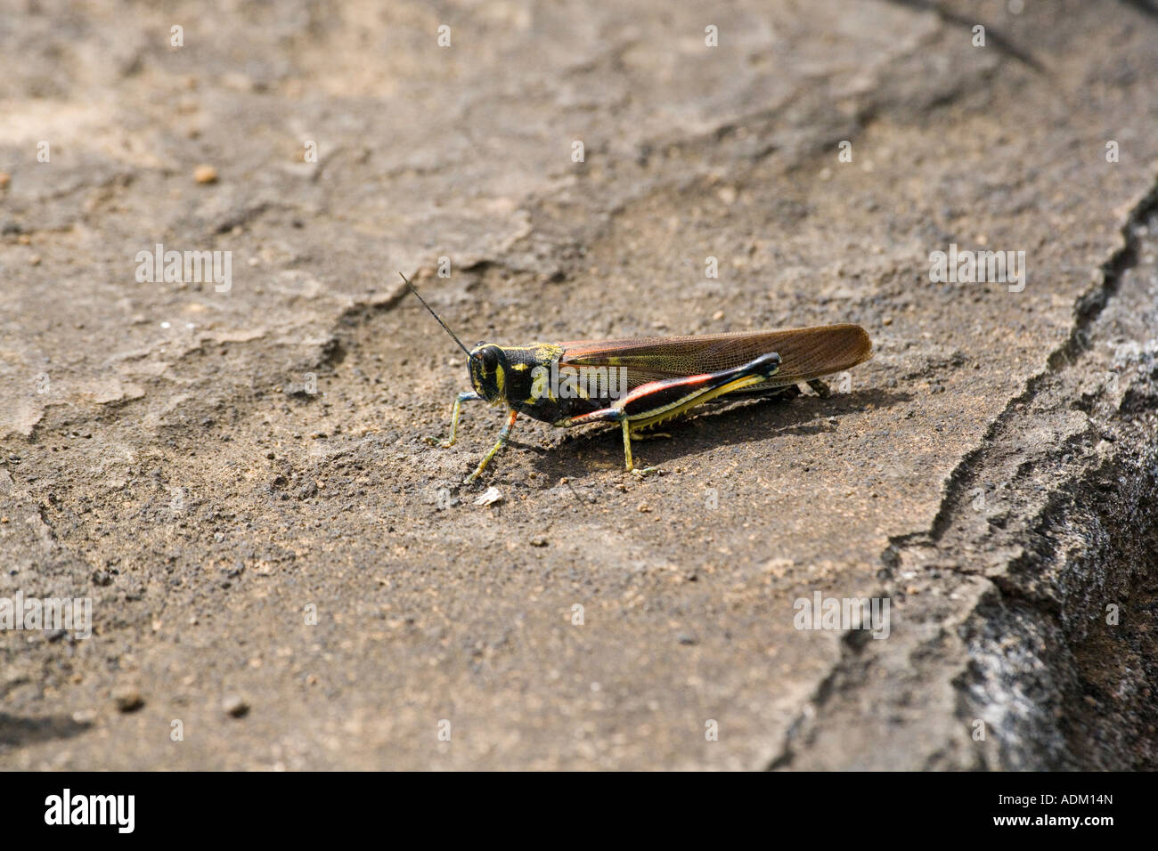 Painted Locust Schistocerca melanocera Galapagos Islands Stock Photo ...