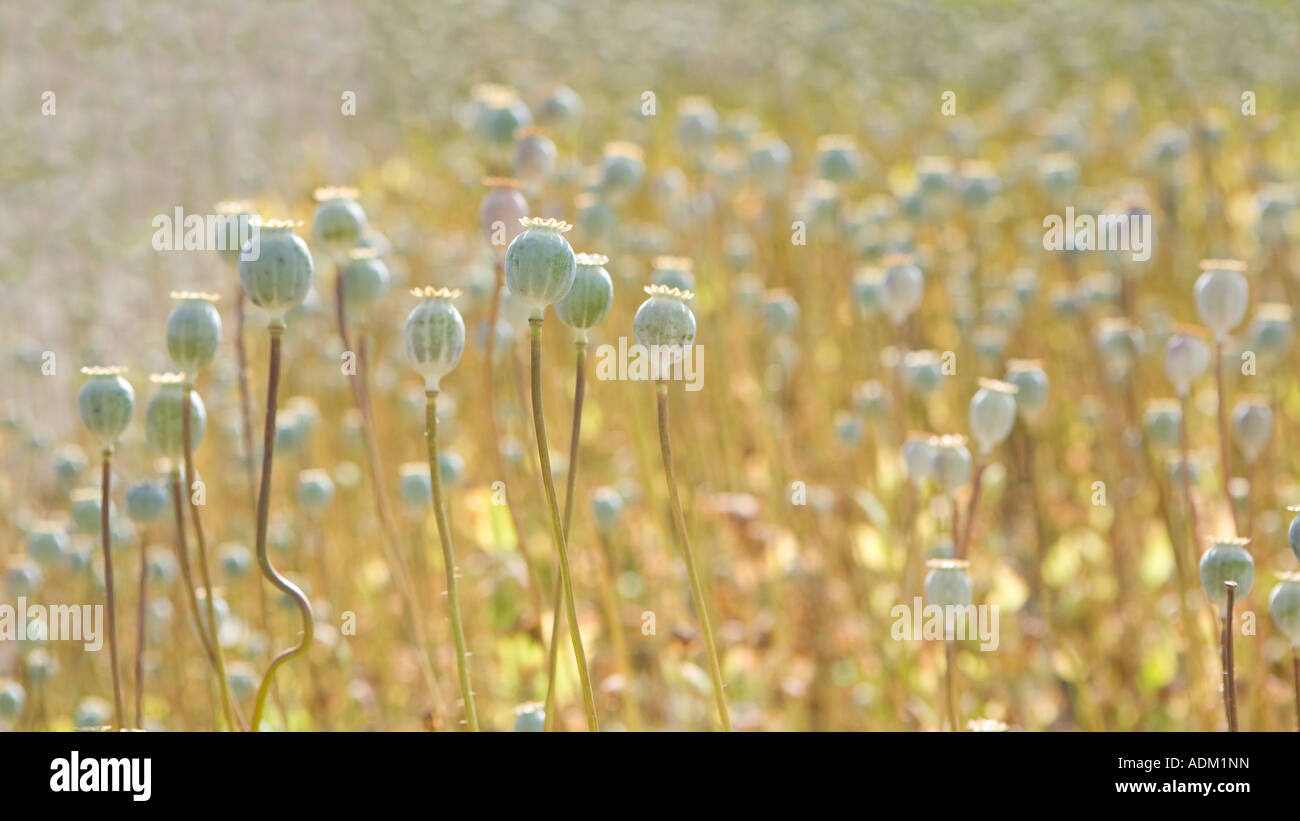 Source of opium drug hi-res stock photography and images - Alamy
