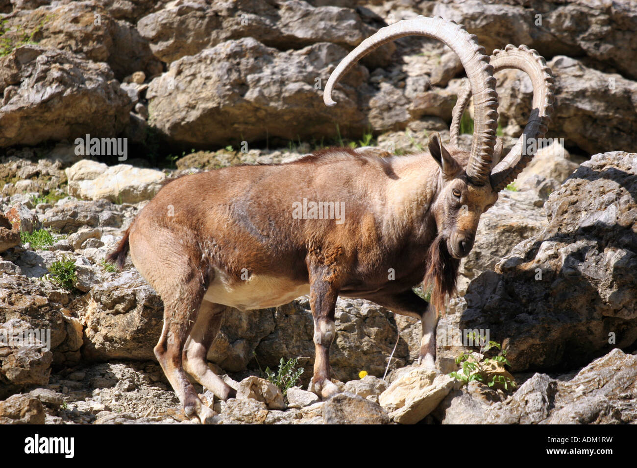 Cliff ibex hi-res stock photography and images - Alamy