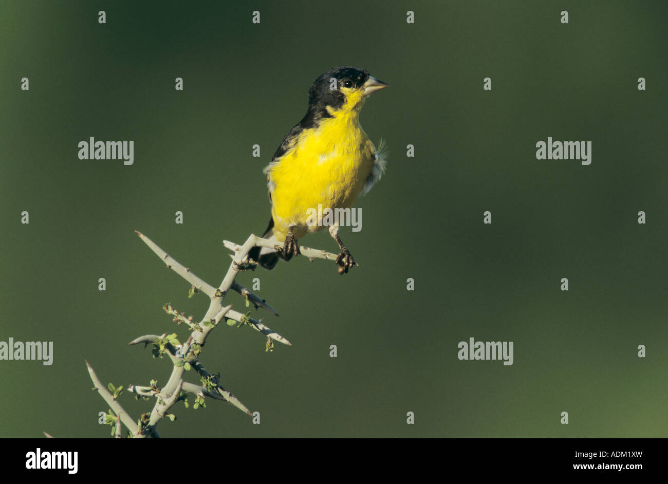 Adult male goldfinches hi-res stock photography and images - Alamy