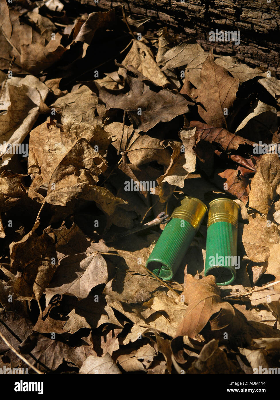 Shotshells - Hunting Still Life, Fall Leaves Stock Photo - Alamy