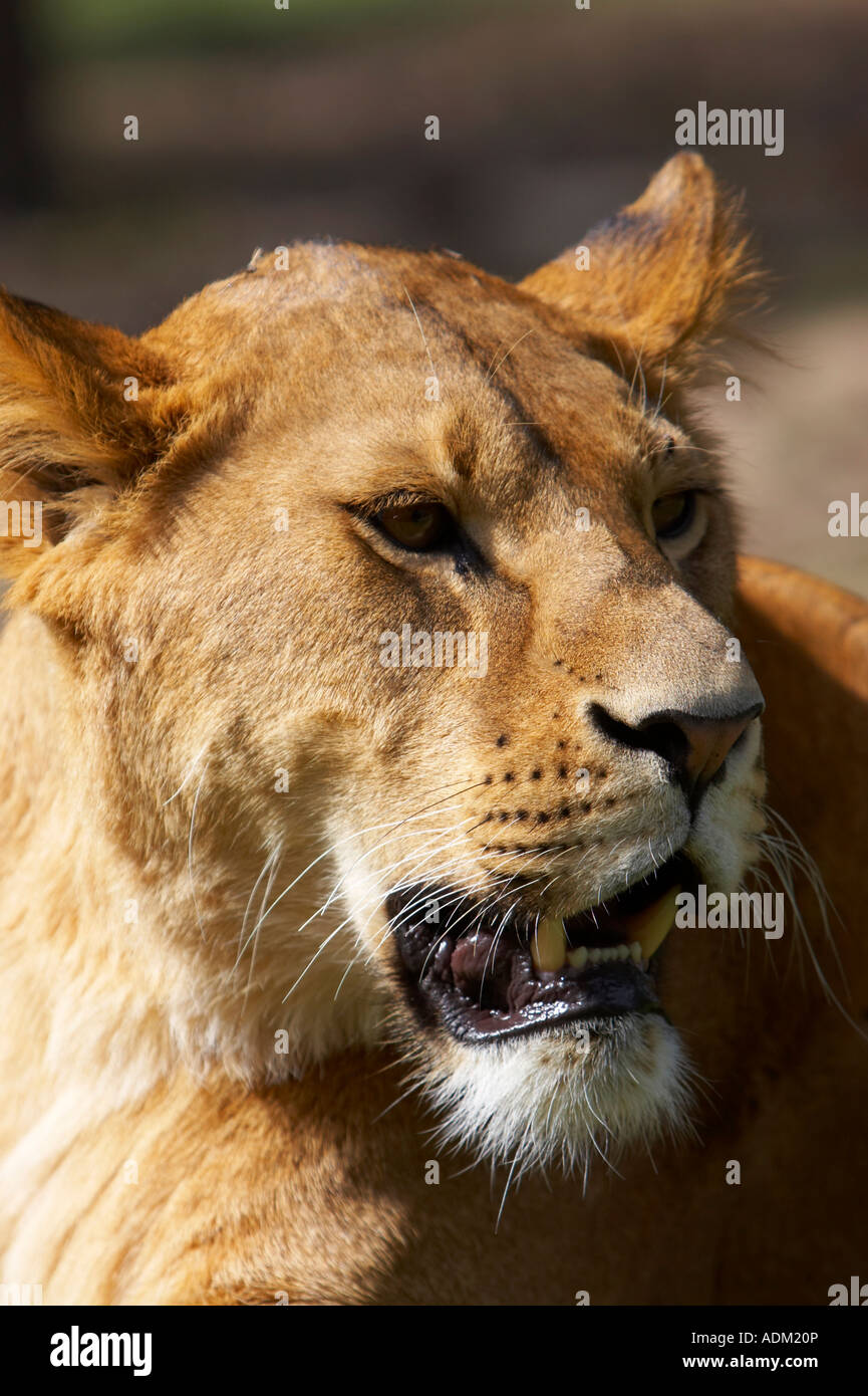 Majestic lion face hi-res stock photography and images - Alamy