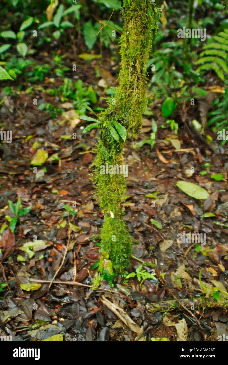 "Ant tree" in the Rainforest near Tena, Ecuador Stock Photo - Alamy