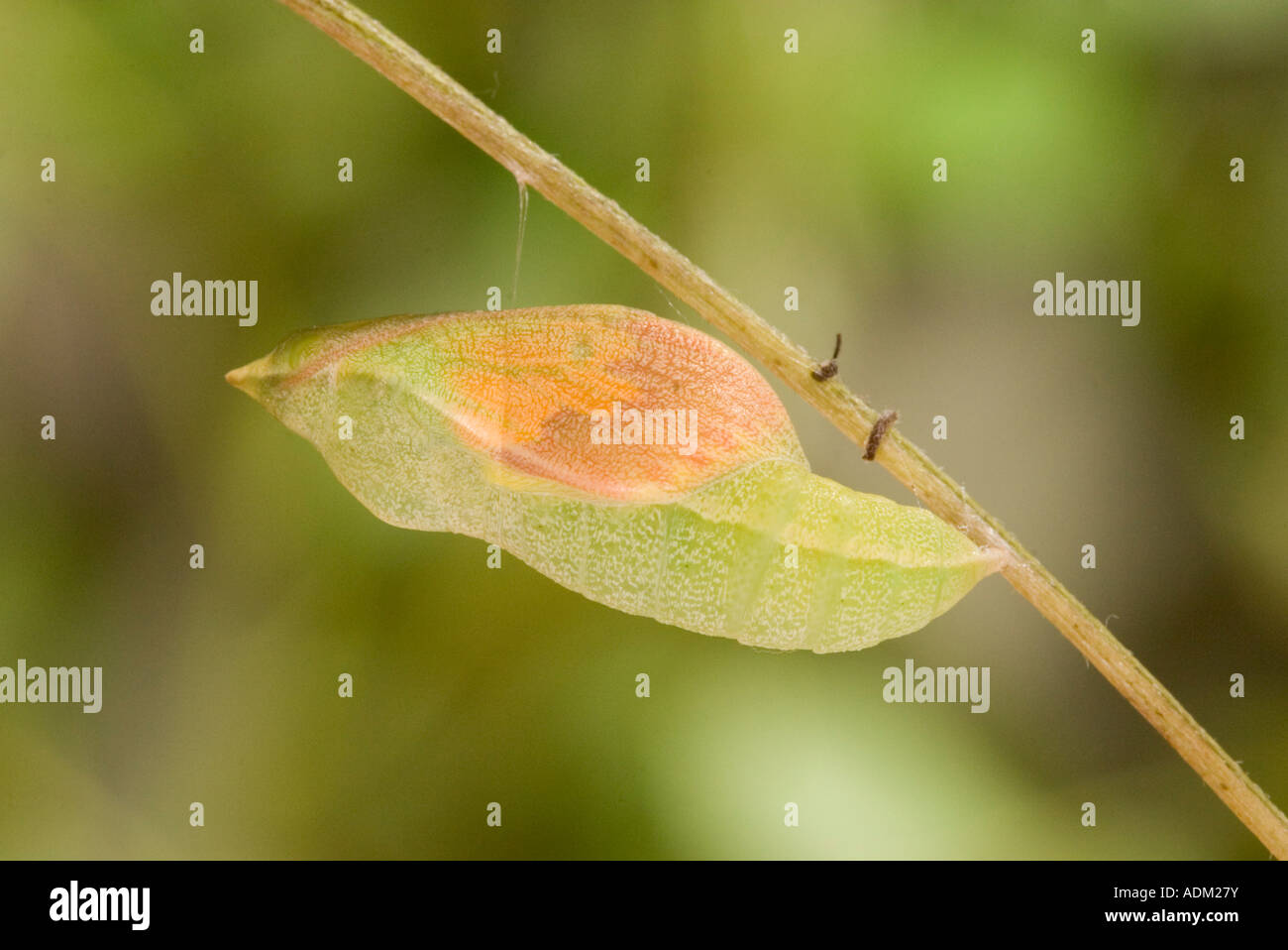 Californias State Insect Name