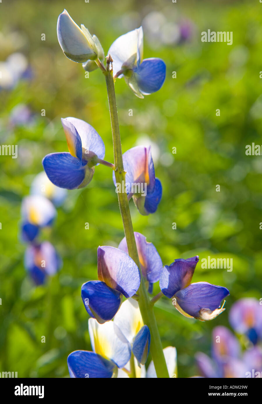 Lupinus mutabilis hi-res stock photography and images - Alamy