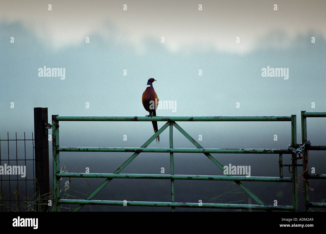 PHEASANT MALE ON A GATE SUFFOLK ENGLAND Stock Photo - Alamy