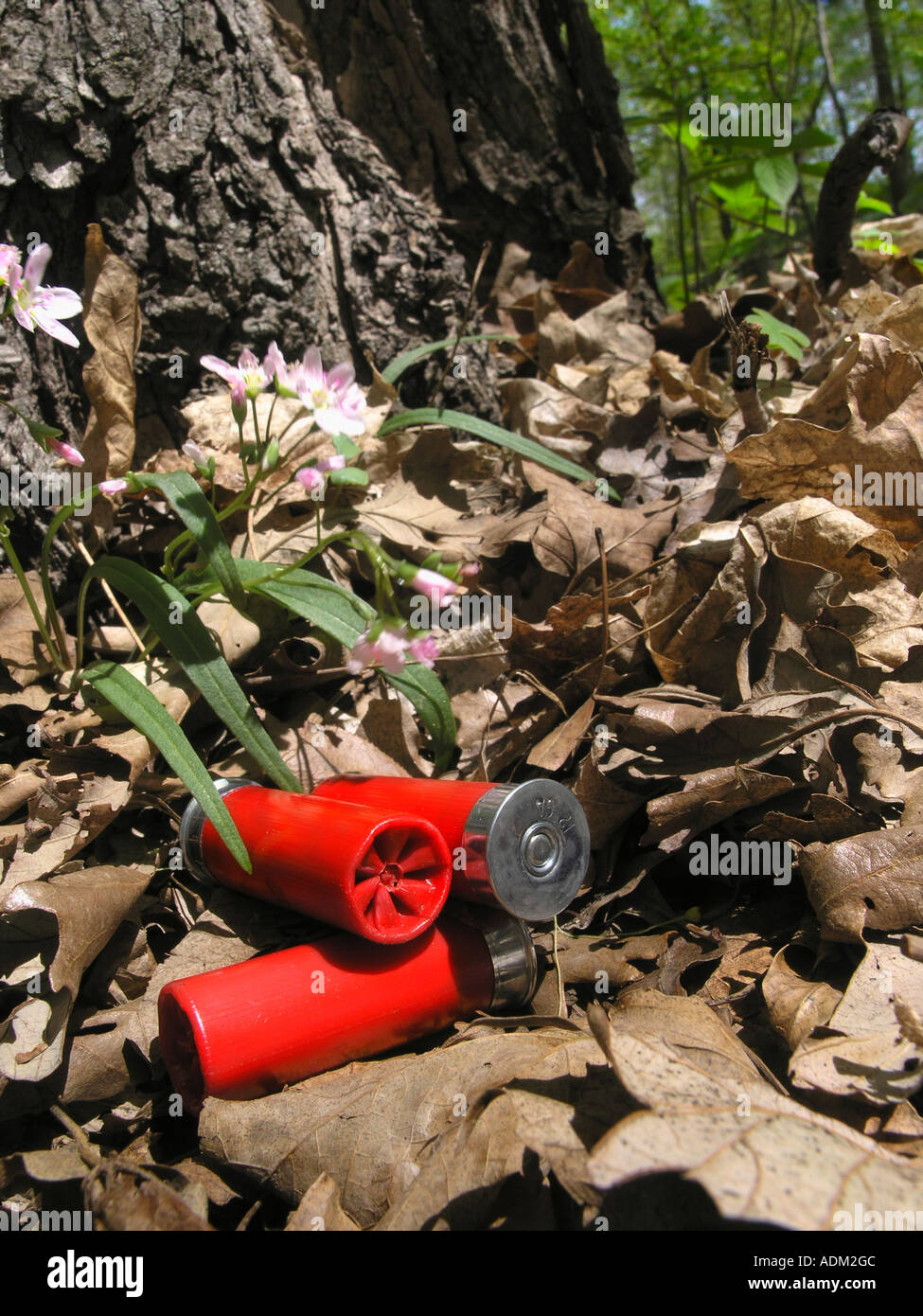 Shotshells - Hunting Still Life, Fall Leaves Stock Photo - Alamy