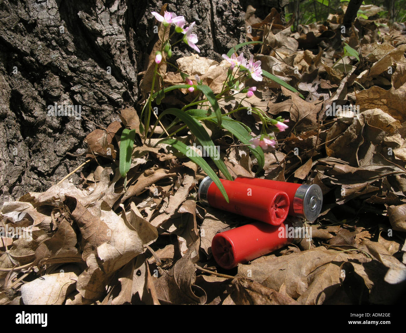 Shotgun shell pellets hi-res stock photography and images - Alamy