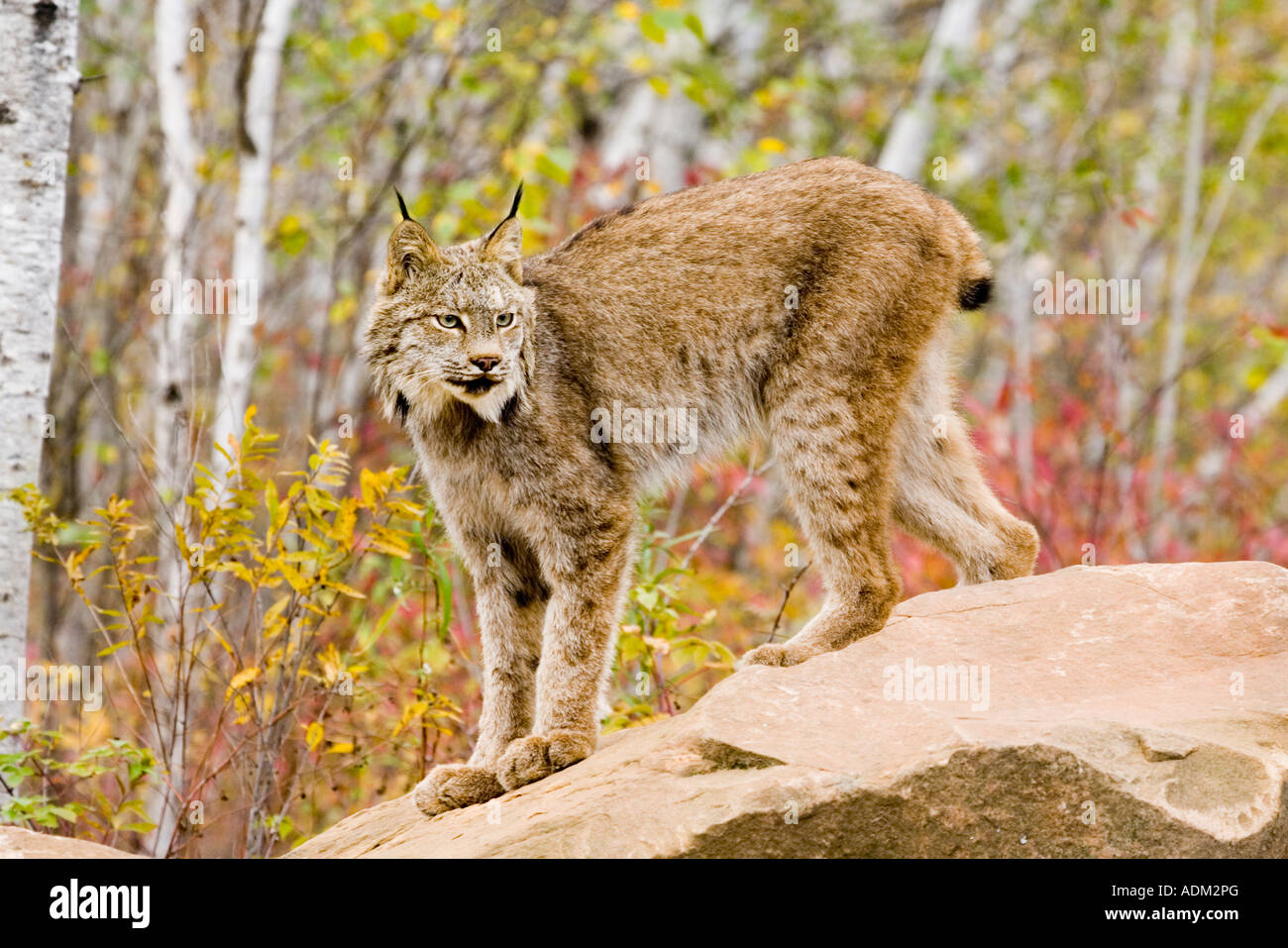 Lynx hare hi-res stock photography and images - Alamy