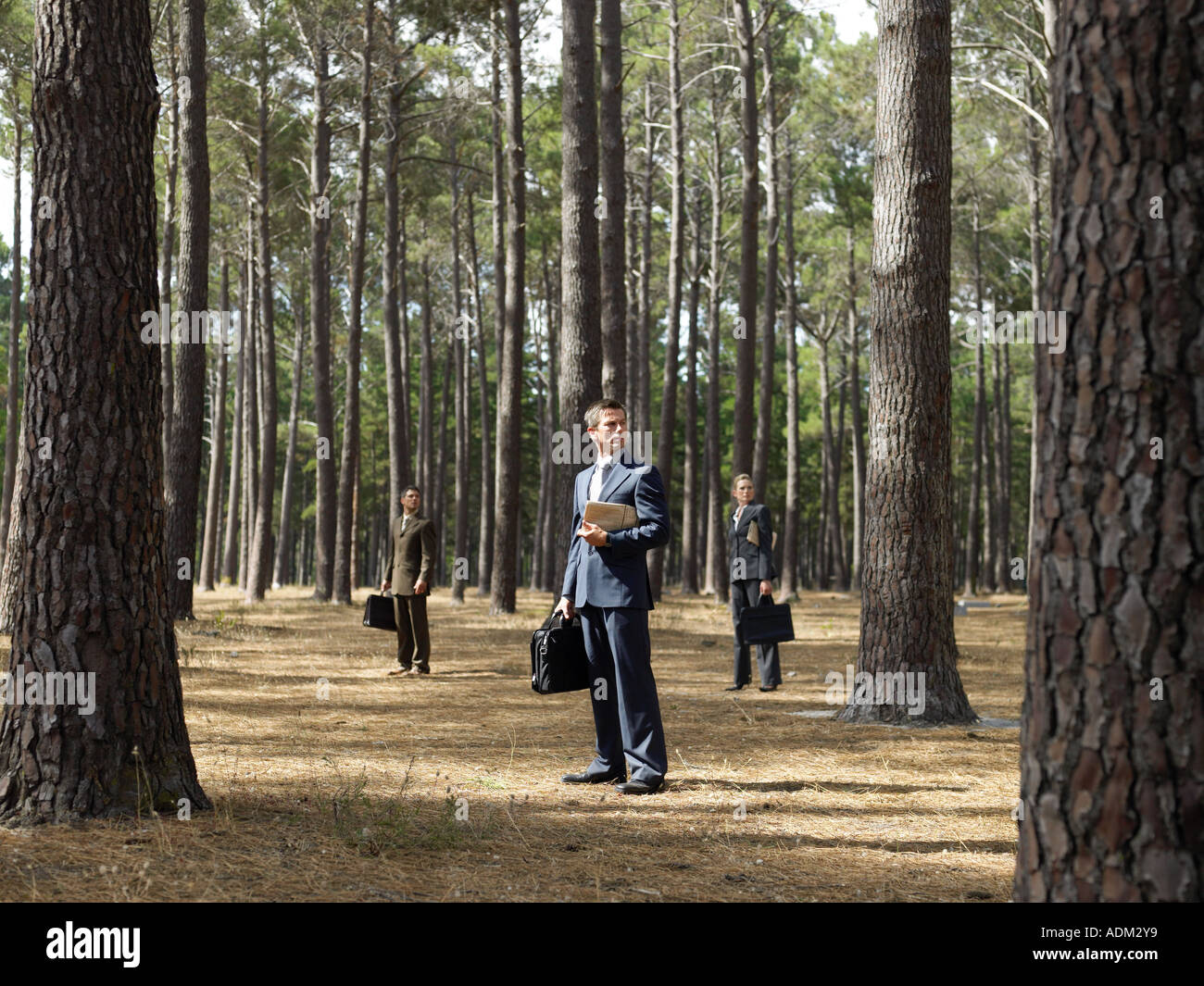 Office workers in forest Stock Photo - Alamy