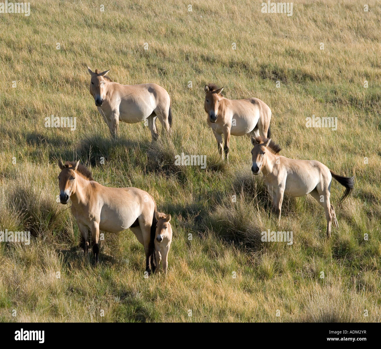 Horses przhevalsky hi-res stock photography and images - Alamy
