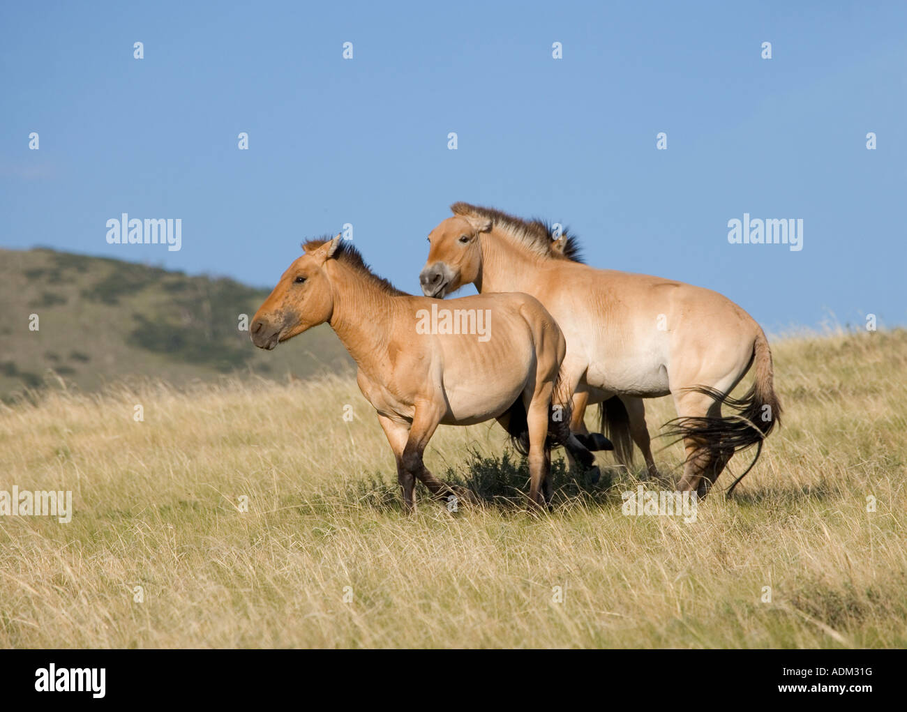 Chases range hi-res stock photography and images - Alamy