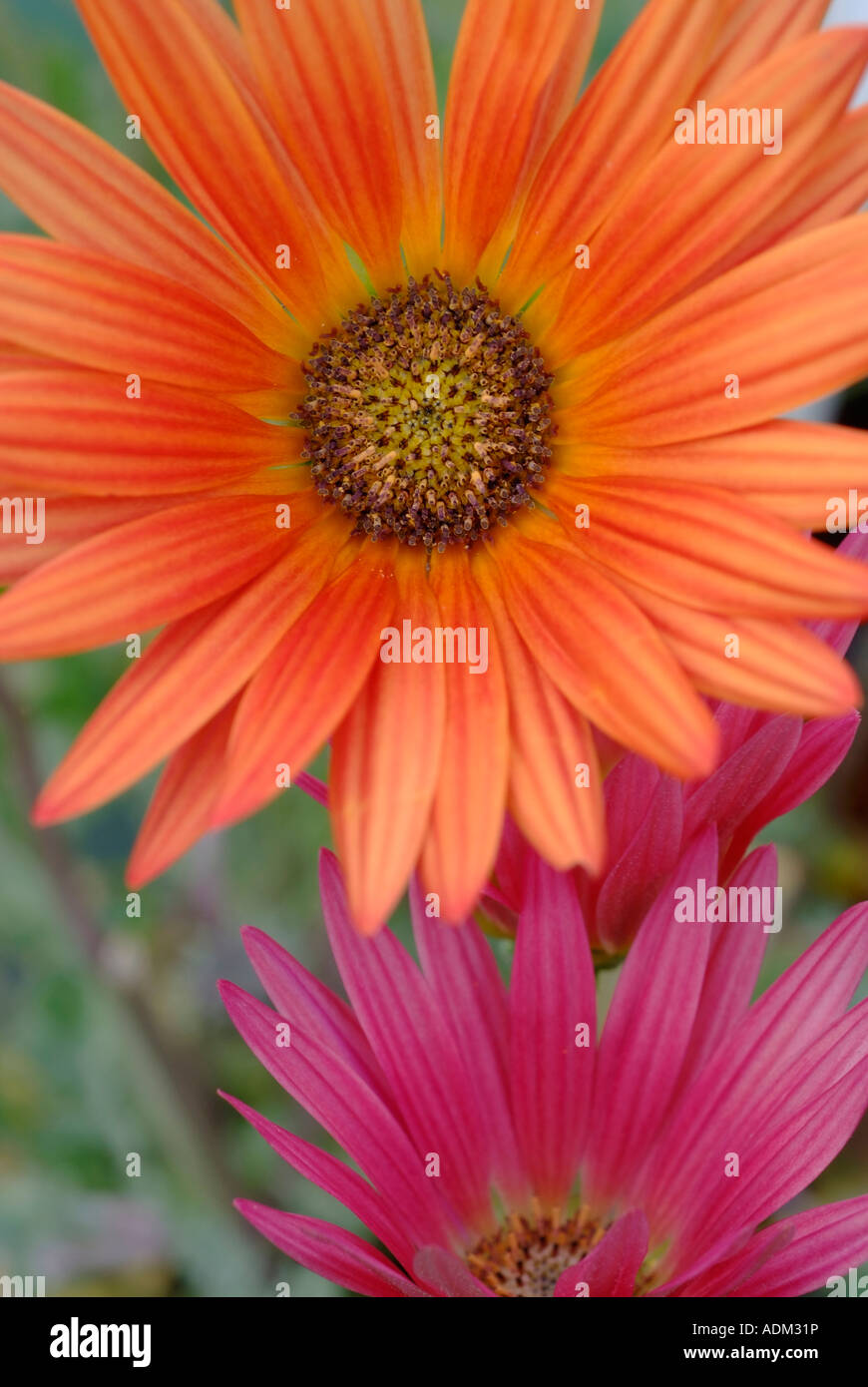 A close up image of a beautiful english garden flower blooming in ...
