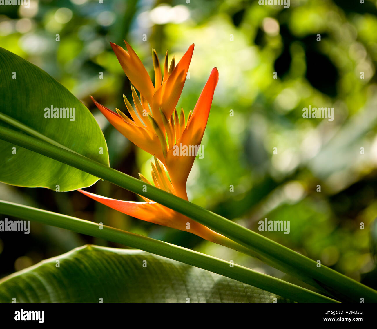 orange Heliconia flower Stock Photo - Alamy