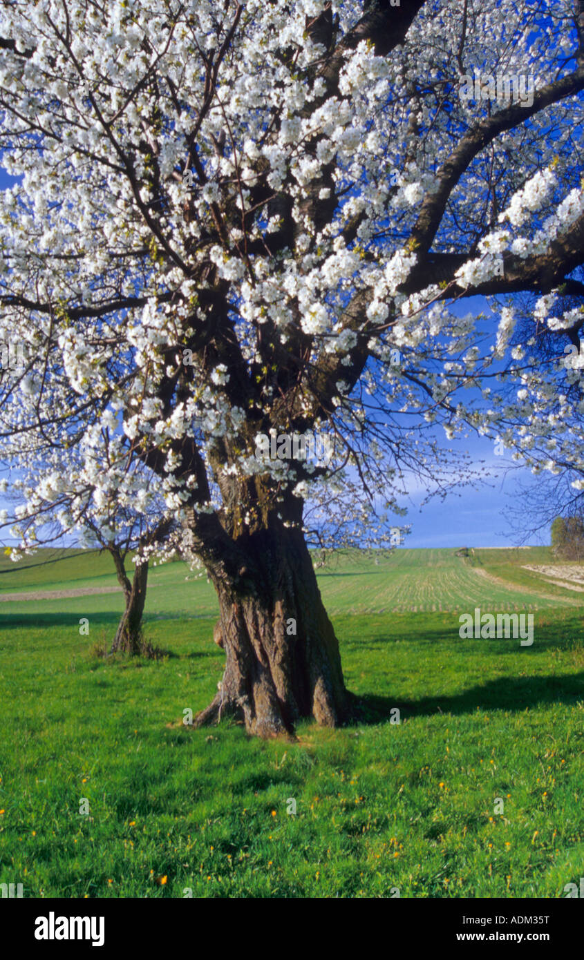 Poland landscape - spring Stock Photo - Alamy