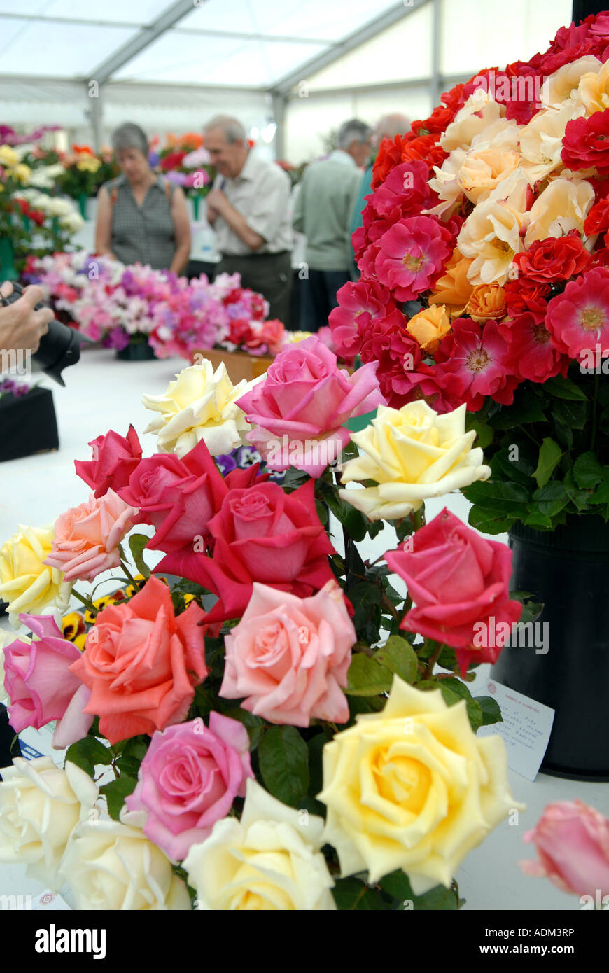 Roses on display at Shrewsbury Flower Show, Shropshire, UK Stock Photo ...