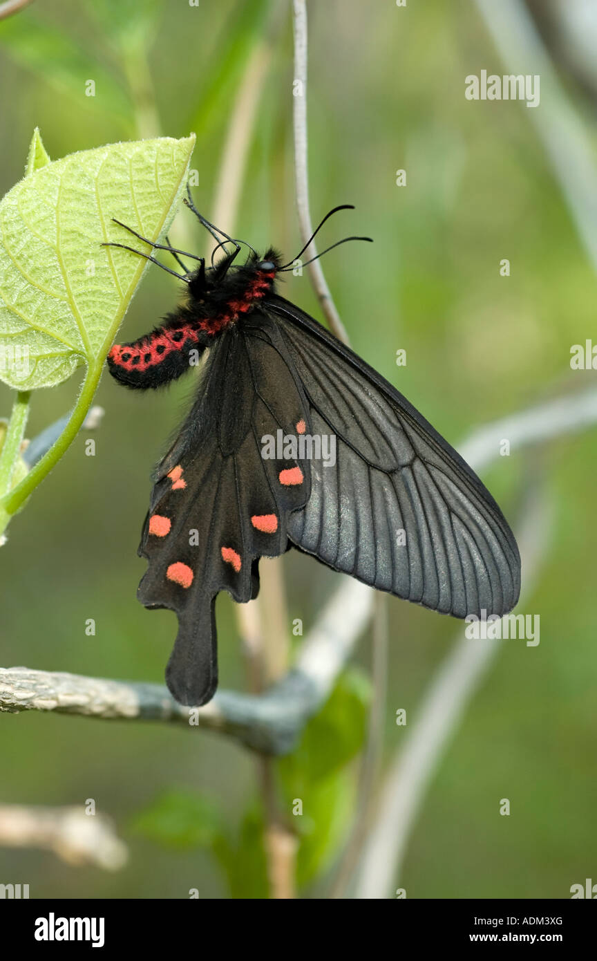 Alcinous High Resolution Stock Photography and Images - Alamy