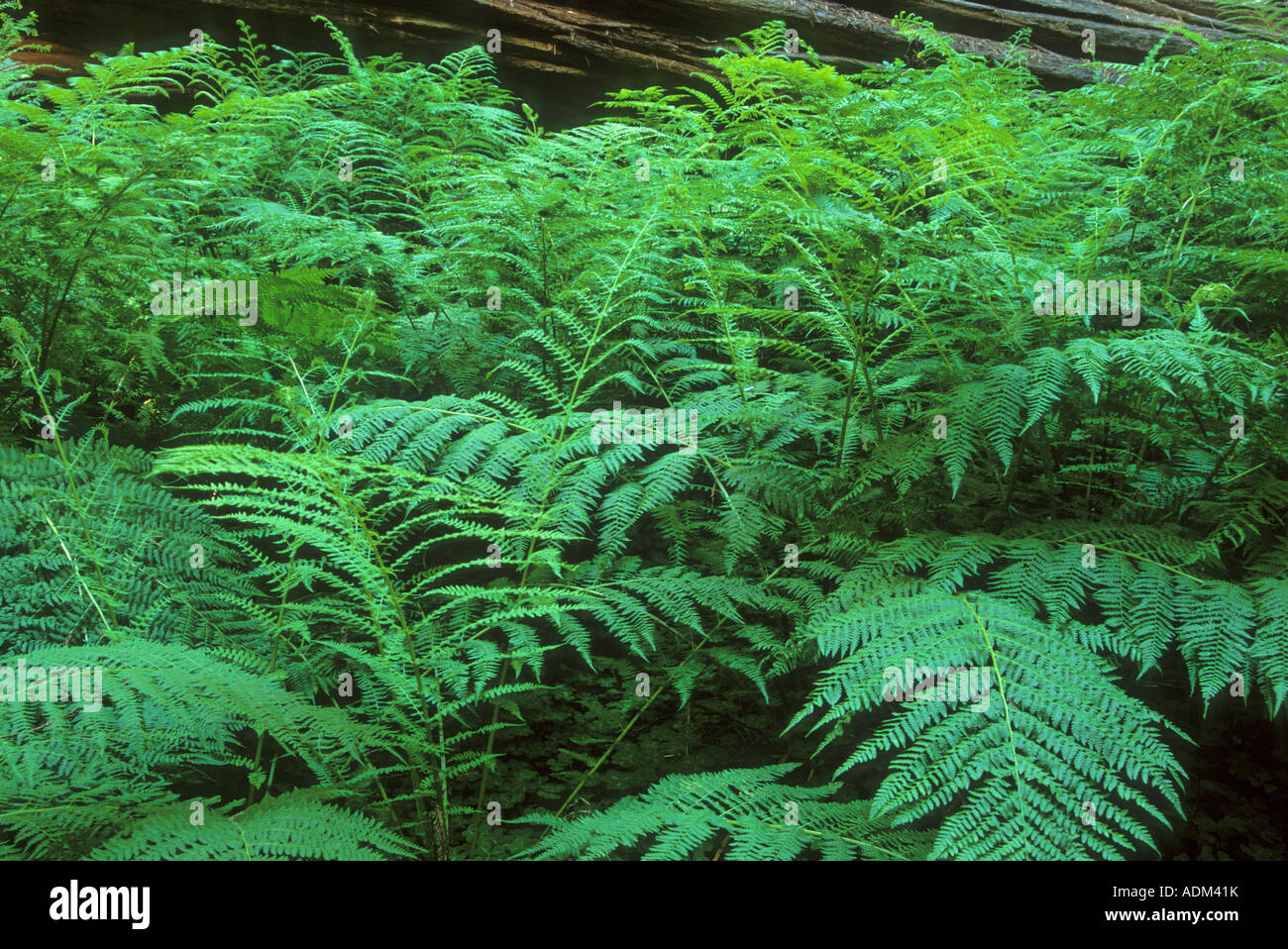 Ferns in an Old Growth Coastal Redwood Forest in Humbolt State Park ...