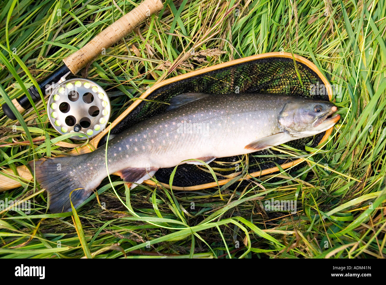 Dolly catch hi-res stock photography and images - Alamy