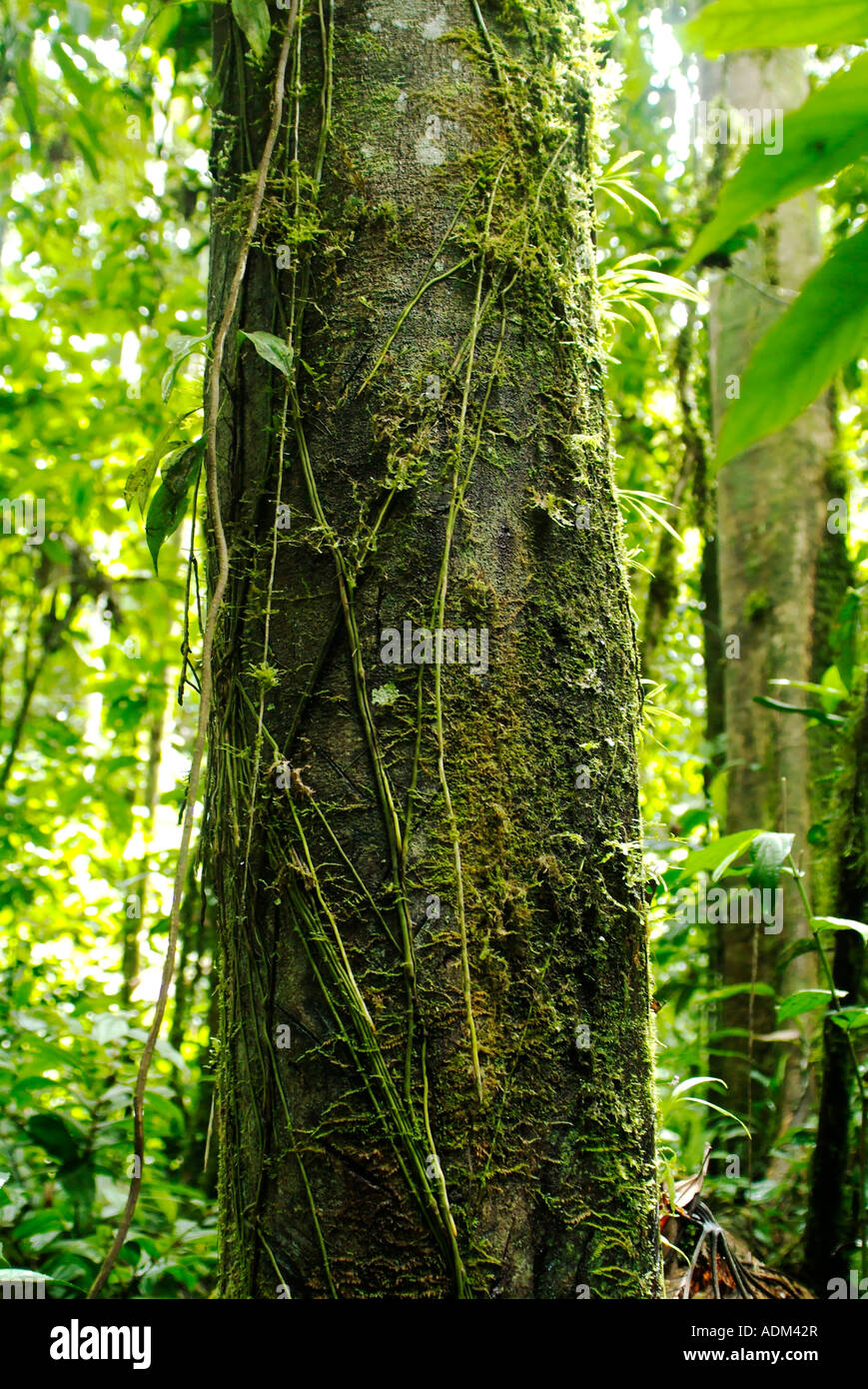 Natural penicillin Dragon's Blood tree Daemenorops draco, Ecuador Stock ...