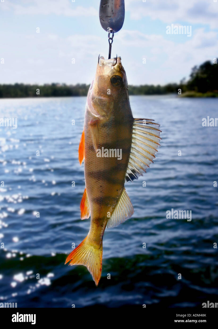 Fish persch Sweden Stock Photo - Alamy