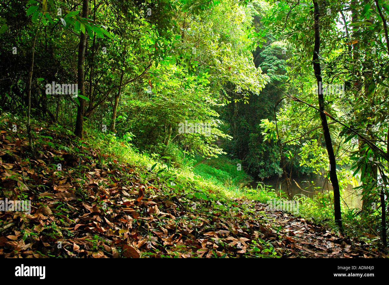 The Way to light Stock Photo - Alamy