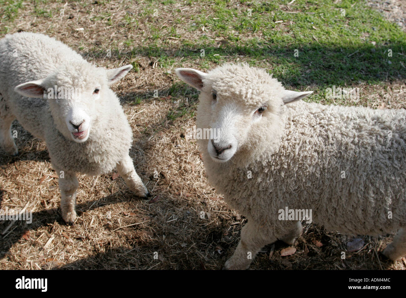 Colonial Williamsburg Virginia,Duke of Gloucester Street,Leicester ...