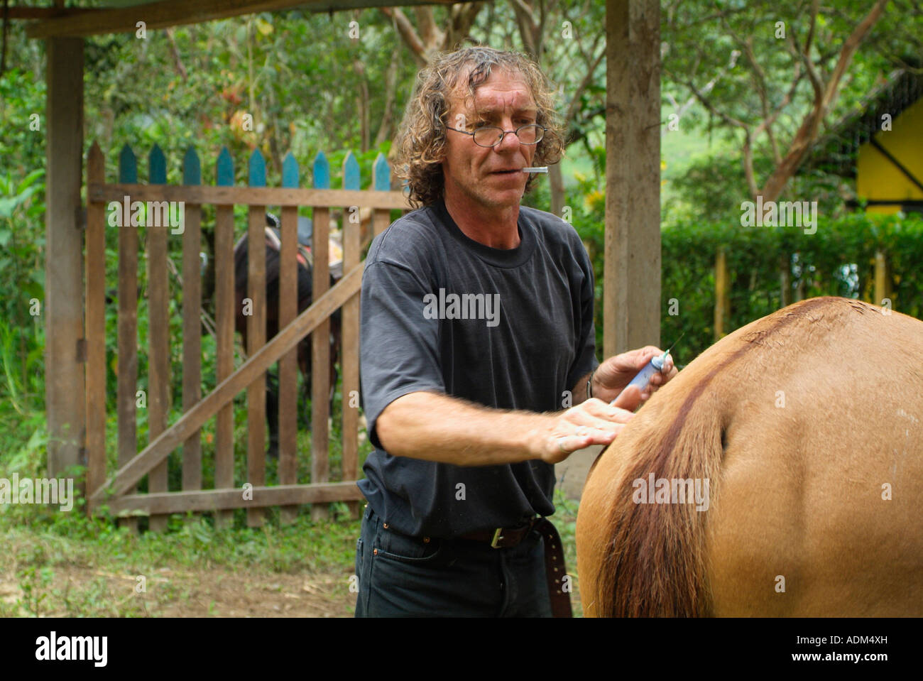 Country vet preparing to give injection to a horse Stock Photo - Alamy