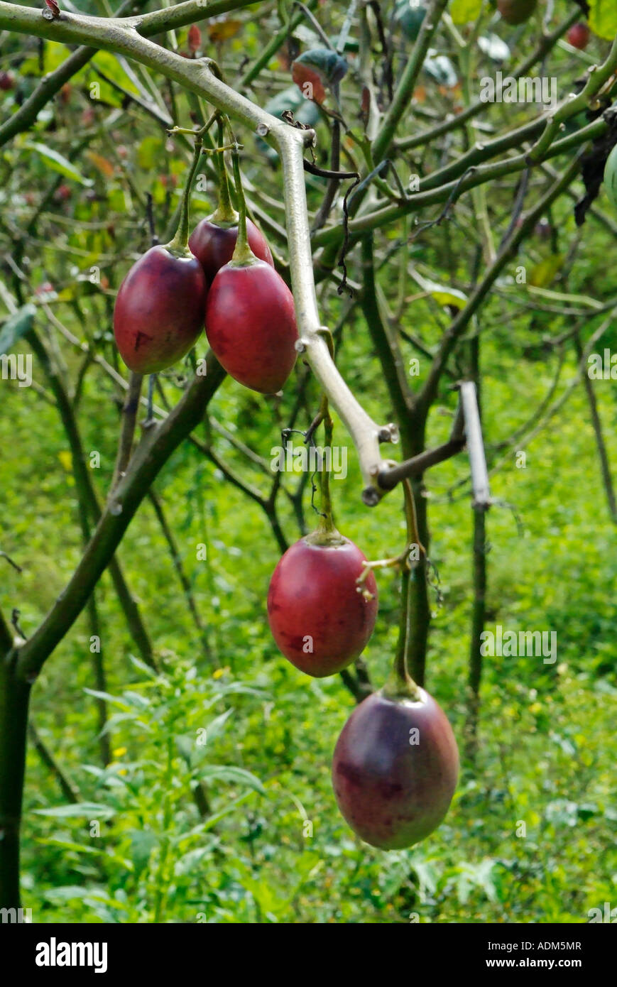 Tree tomato cyphomandra betacea hi-res stock photography and images - Alamy