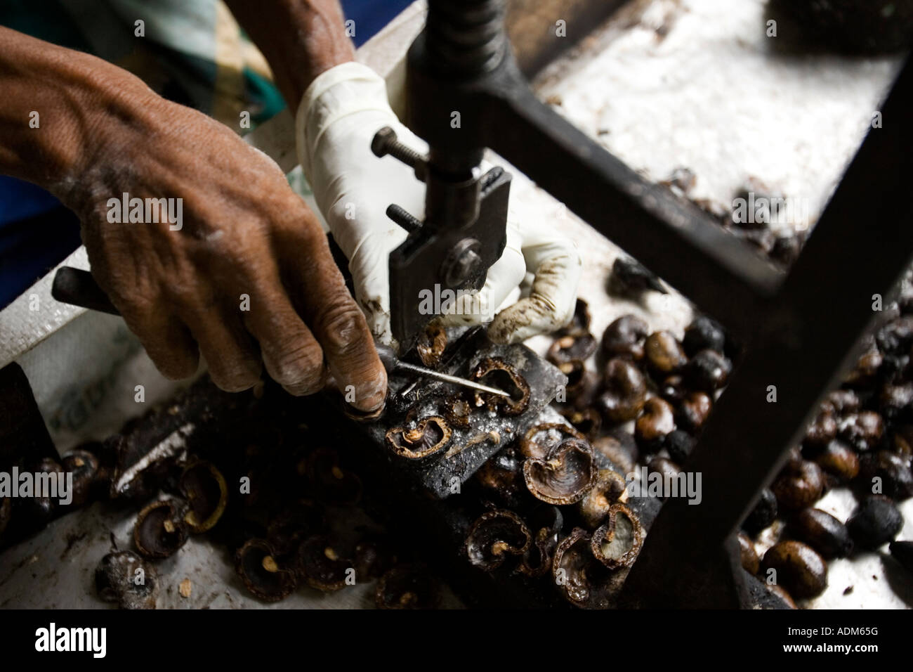 Cashew plantation hi-res stock photography and images - Alamy
