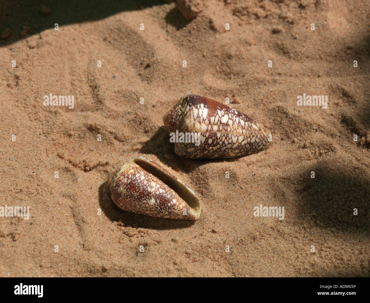 Textile Cones - Shells Stock Photo - Alamy