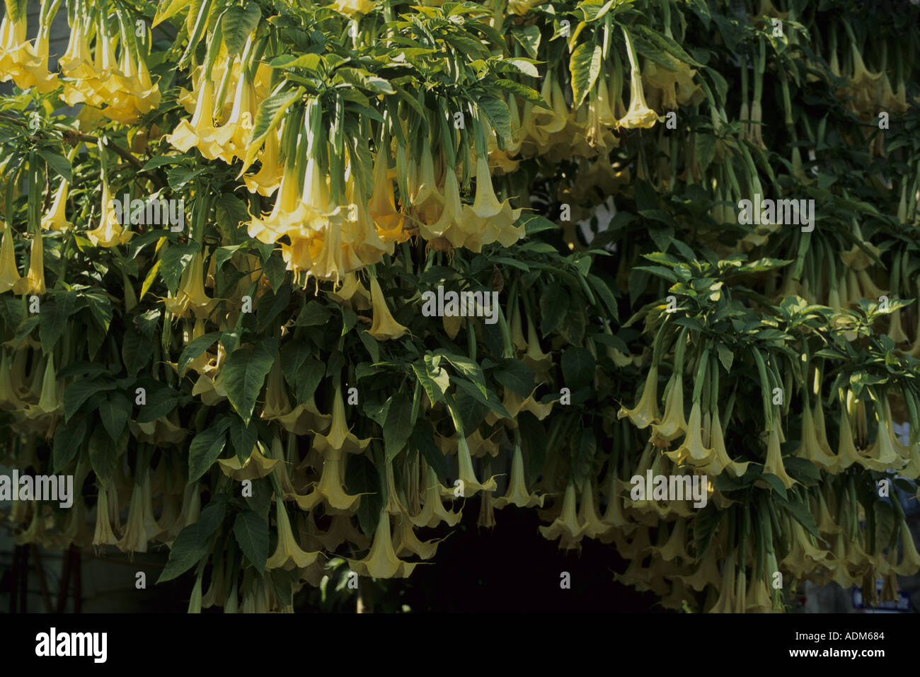 Trumpets echo hi-res stock photography and images - Alamy