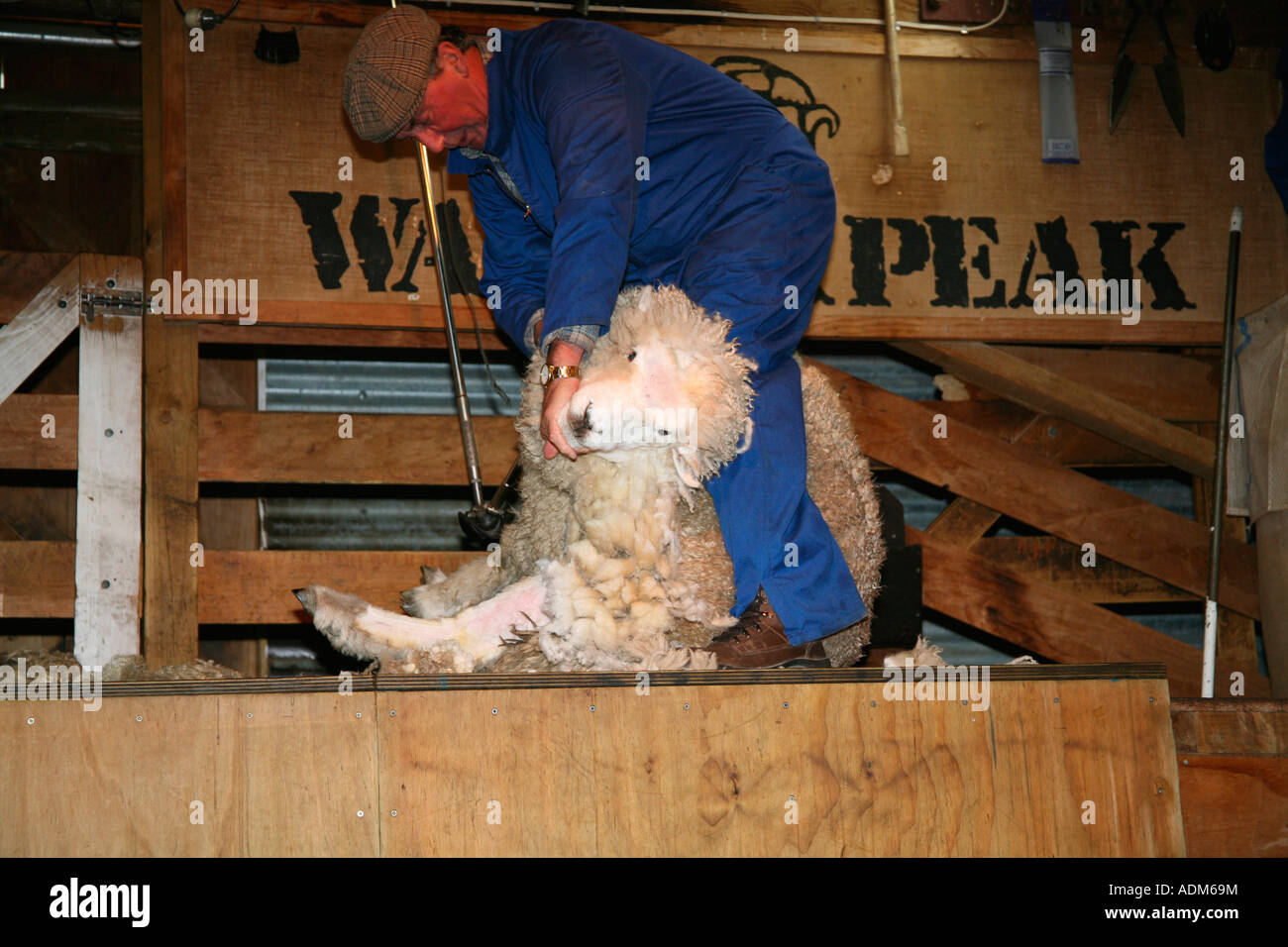 SOUTHERN LAKES SOUTH ISLAND NEW ZEALAND May A sheep shearer giving a ...