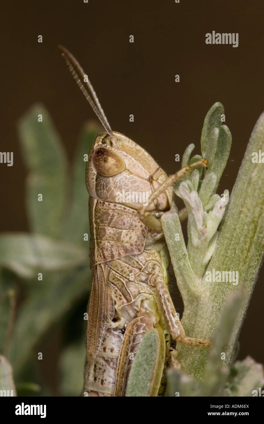 Close-up of grasshopper head Stock Photo - Alamy