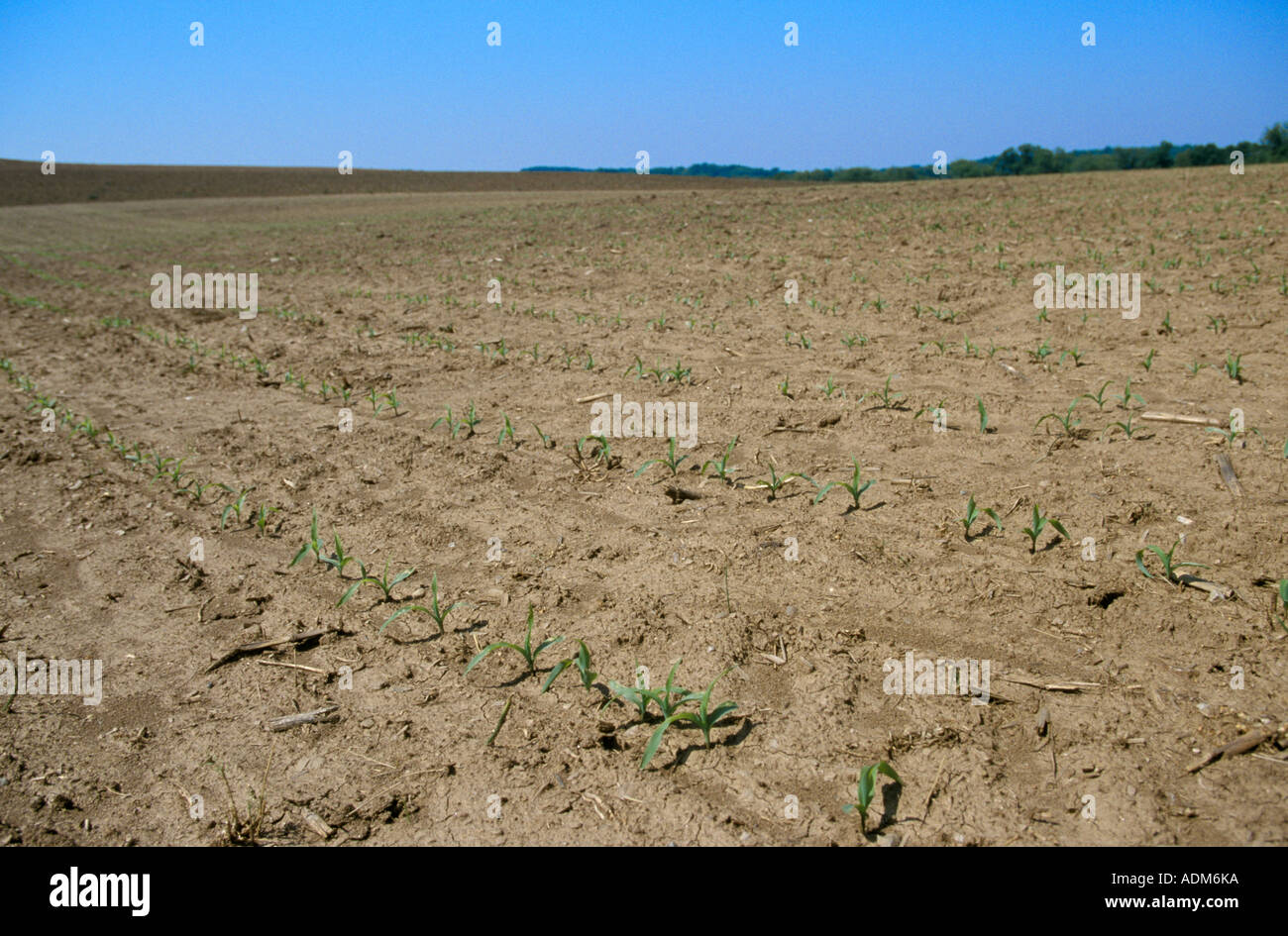 Parched corn crop during drought Stock Photo - Alamy