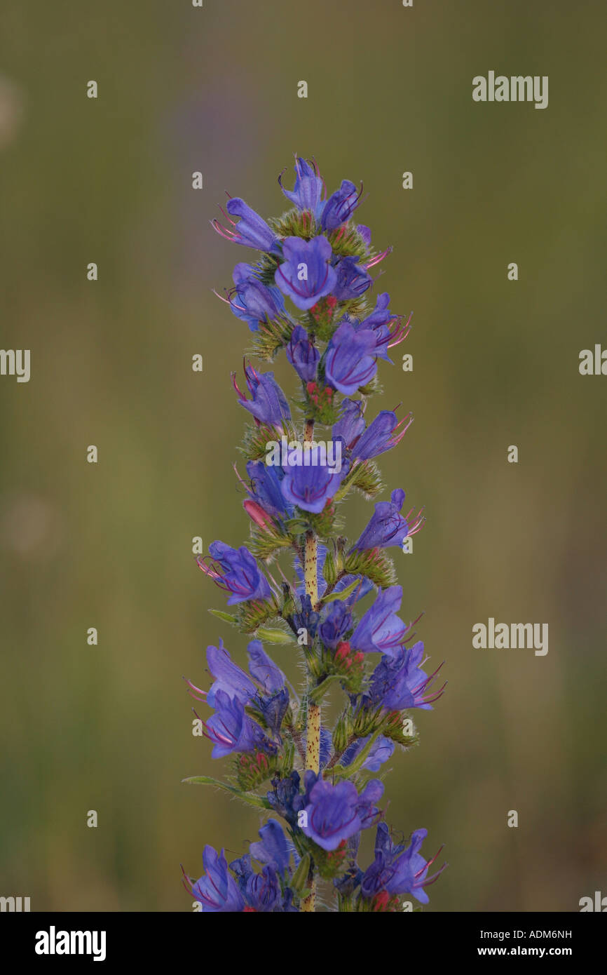 Viper's Bugloss (Echium vulgare) flower spike Stock Photo - Alamy
