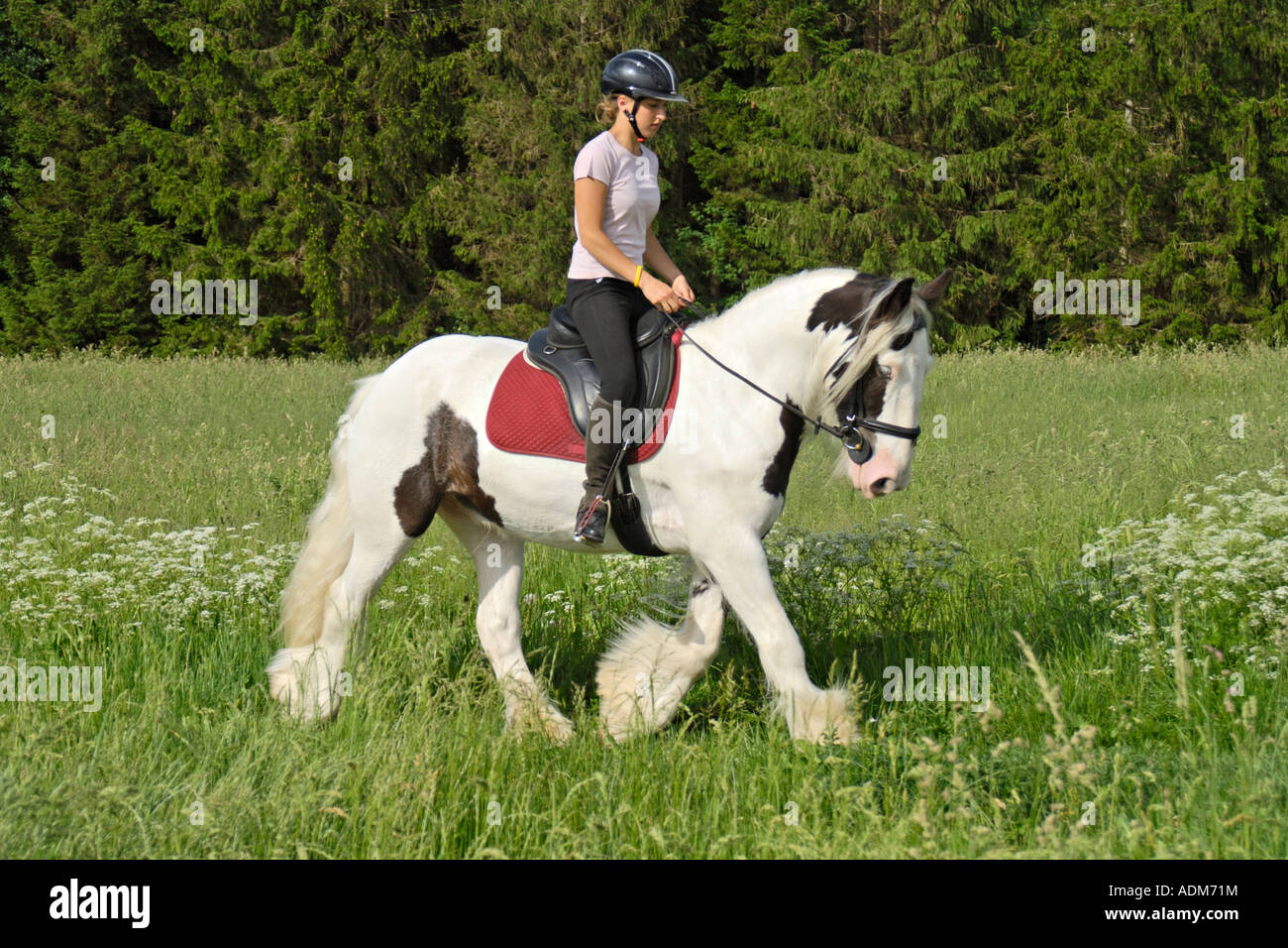 Irish tinker pony hi-res stock photography and images - Alamy