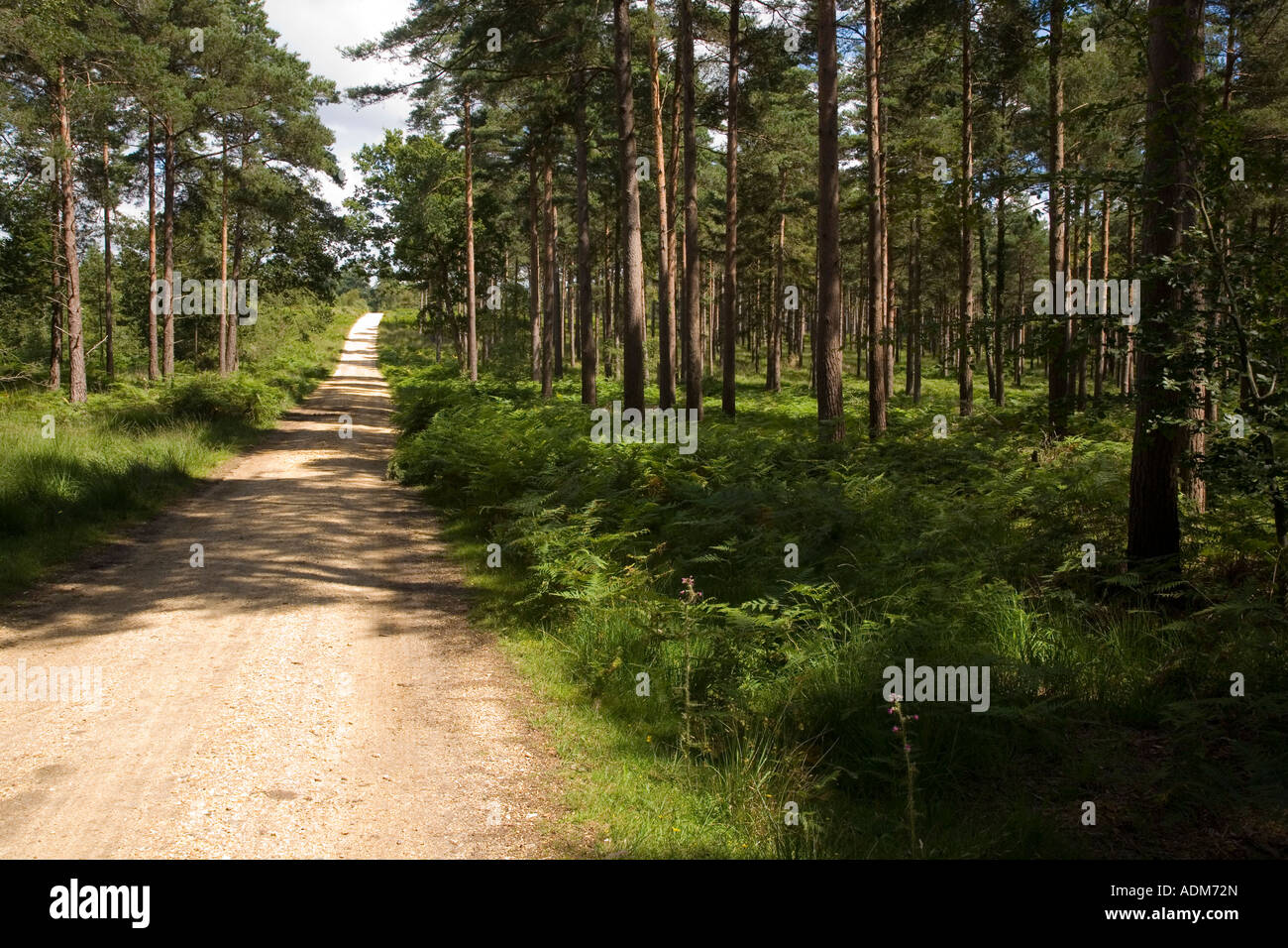 Gravel path through pine forest Stock Photo - Alamy