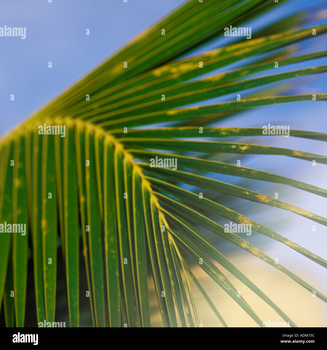 Plants, Palm fronds Stock Photo - Alamy