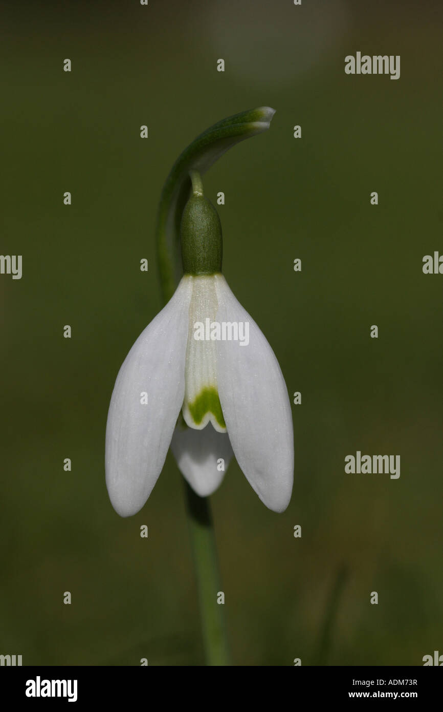 Snowdrop galanthus nivalis flower hi-res stock photography and images ...