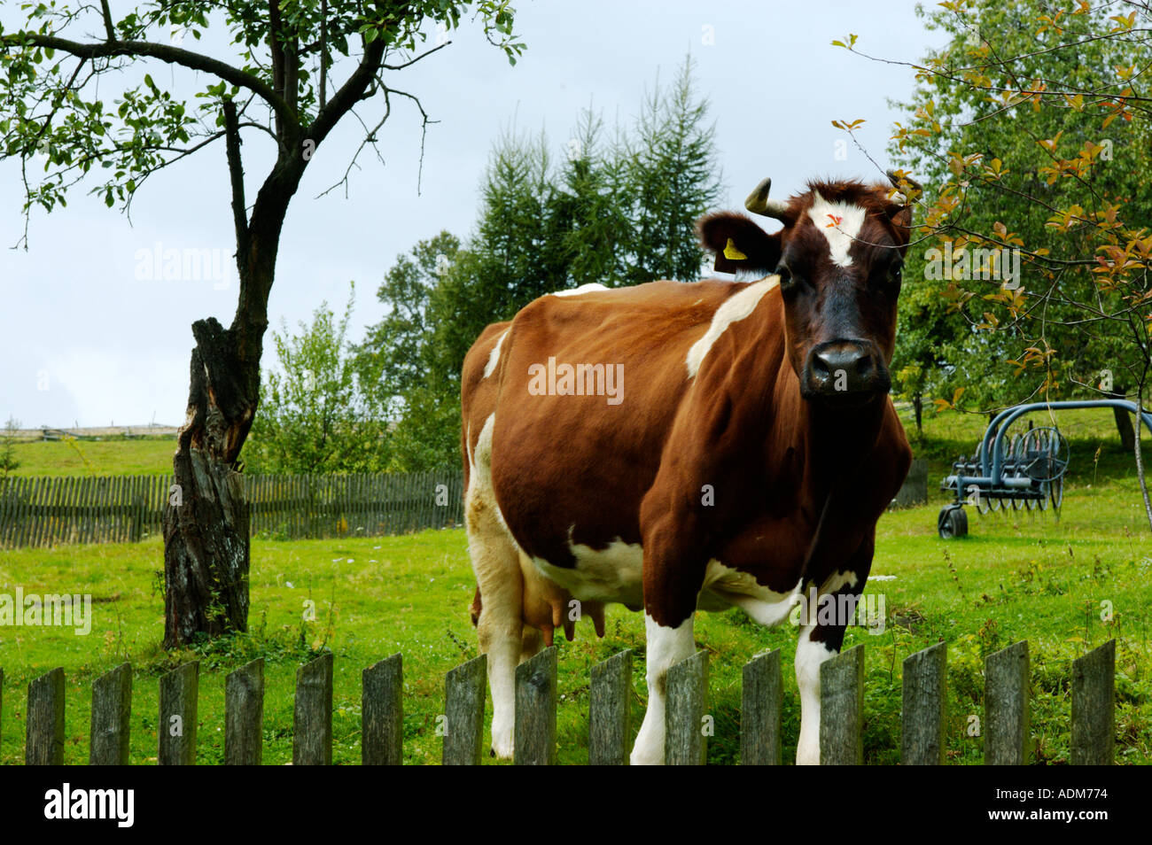 Ruminant livestock watch hi-res stock photography and images - Alamy