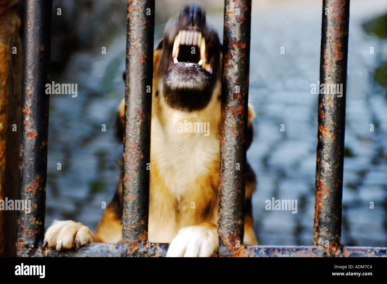 Dogs, Guard dog Stock Photo - Alamy