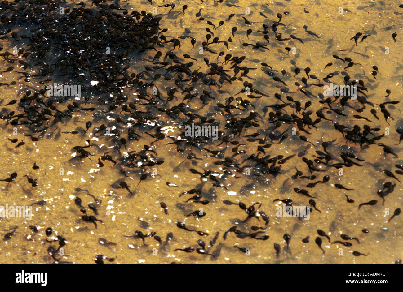 Tadpoles swimming in pool hi-res stock photography and images - Alamy
