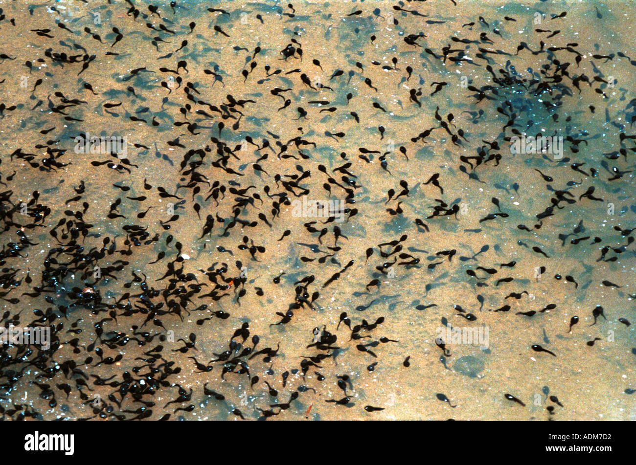 Tadpoles swimming in pool hi-res stock photography and images - Alamy