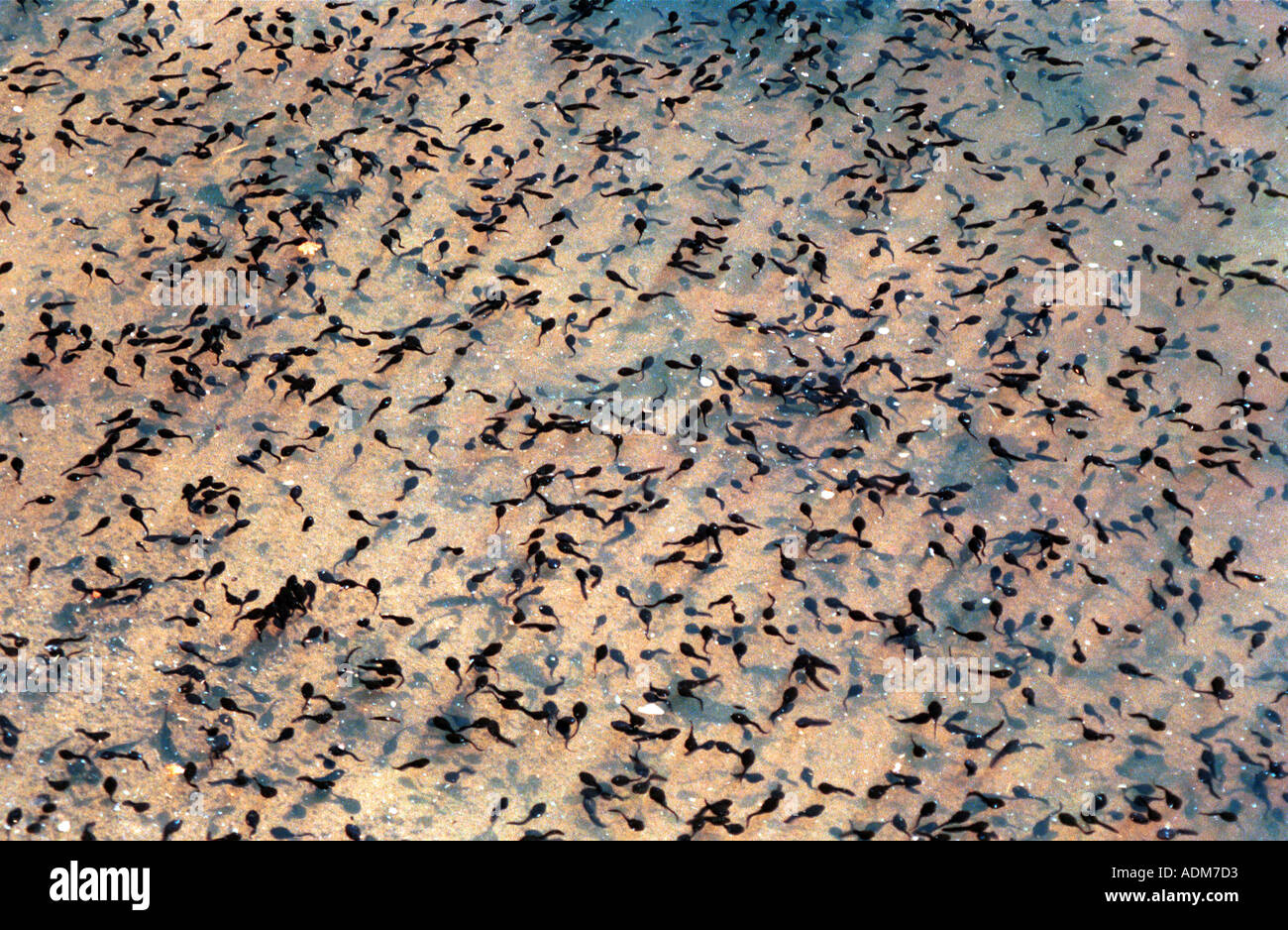 Tadpoles swimming in pool hi-res stock photography and images - Alamy