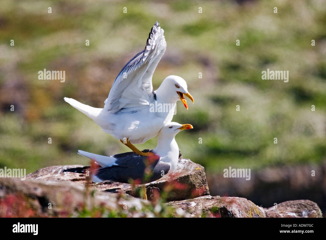 Lesser black-backed gull Larus Fuscus male and female mating on Isle of ...