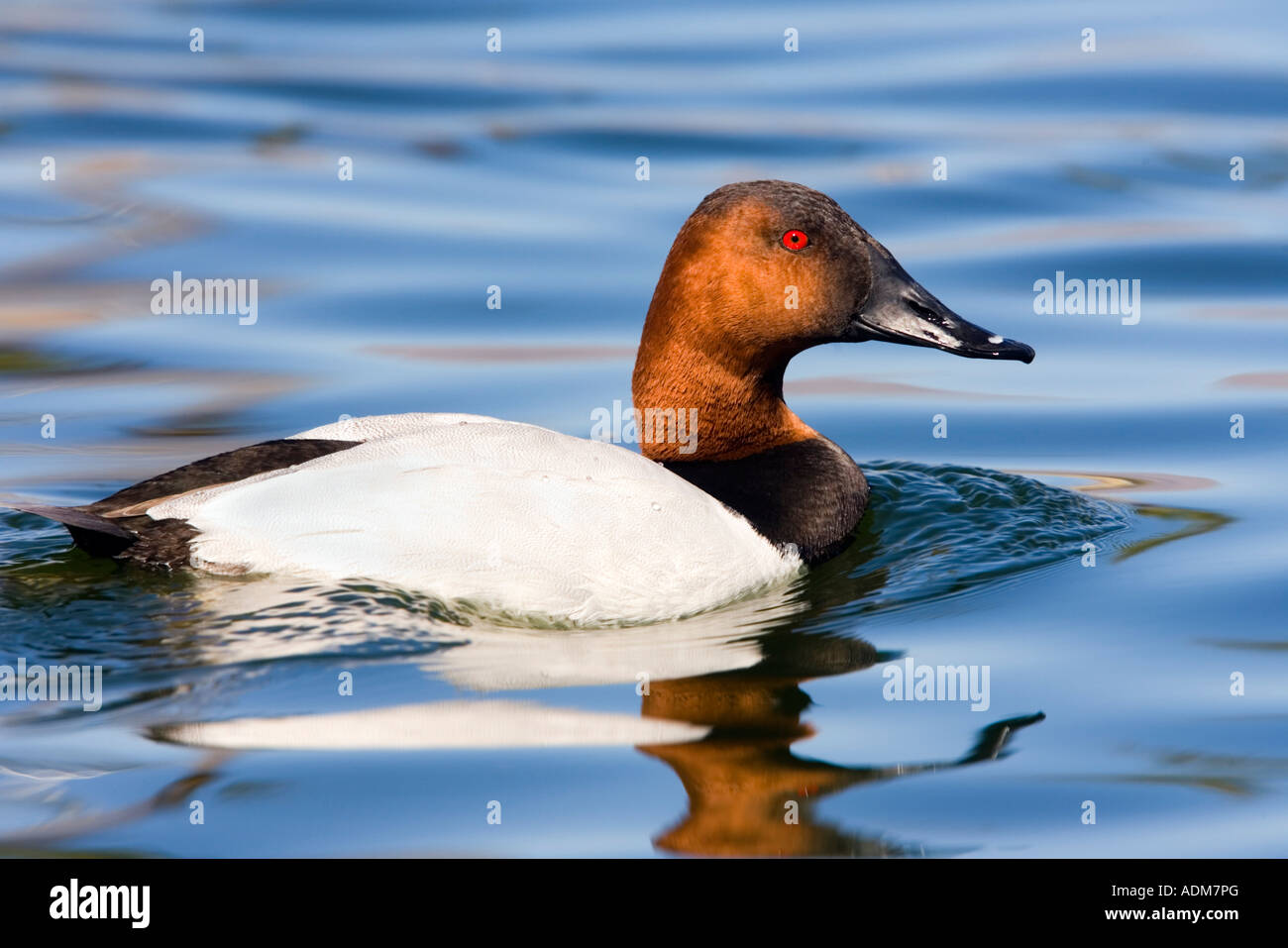 Canvasback Aythya valisineria Tucson Pima County ARIZONA United States ...