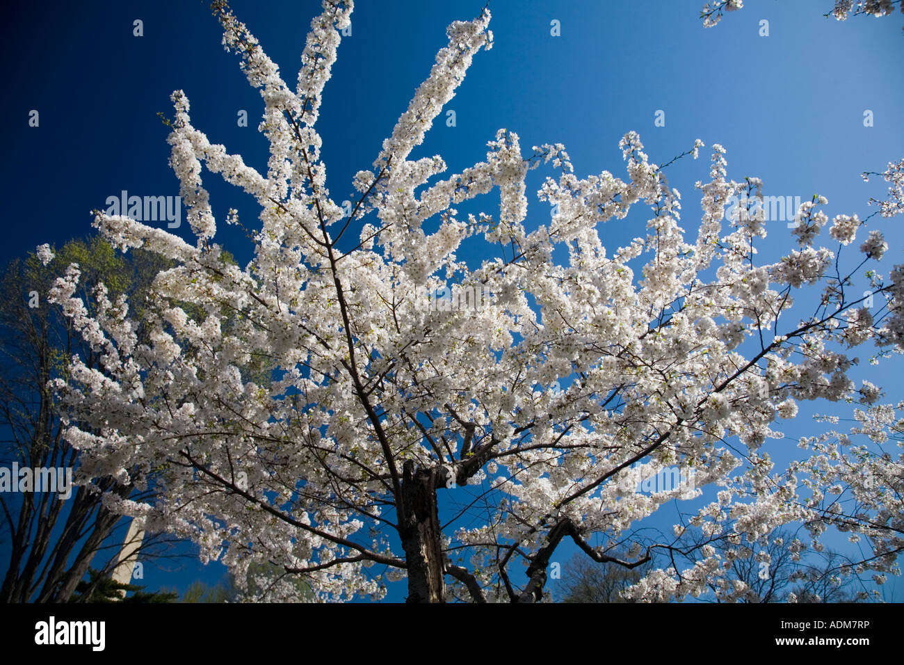 tree and branches in full bloom at Cherry Blossom festival in ...