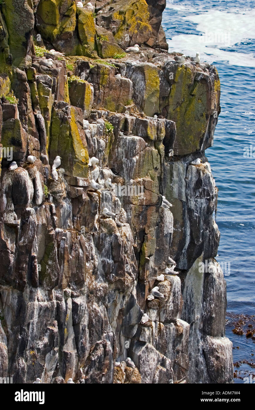 Gull cliff face nest rock exposed hi-res stock photography and images ...