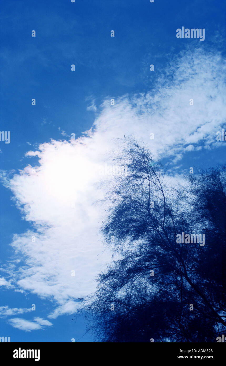 tree and blue sky with clouds Stock Photo - Alamy